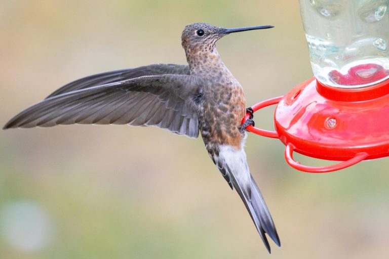 Discovering the Hidden Species Among Giant Hummingbirds