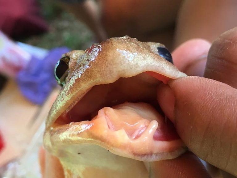 Freaky Fanged Frog Discovered in the Philippines