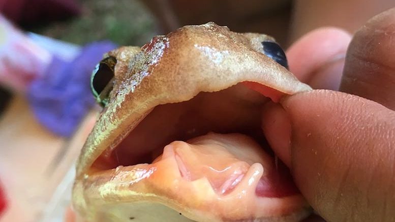 Comprehensive New Amphibian Family Tree Revises Frog Evolution Timeline