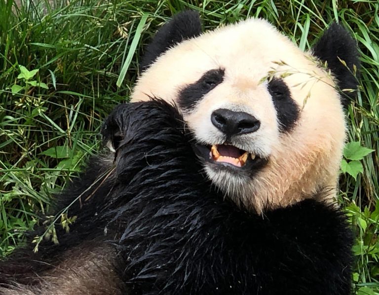 Bamboo Diet: The Giant Panda’s Mystery Revealed