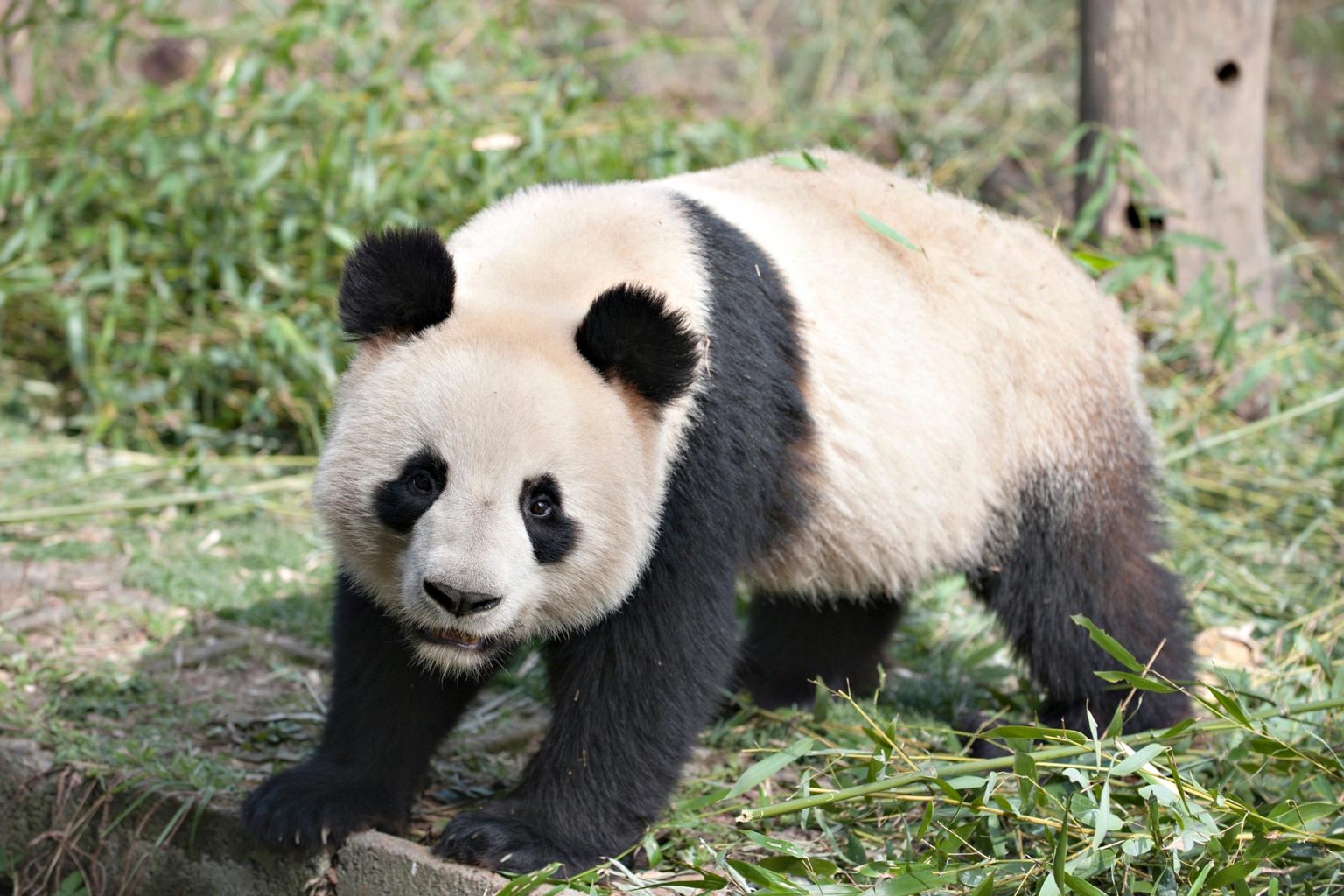 Wildlife Conservation on Ice: Frozen Zoos To Save Animals