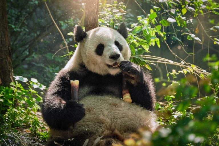 Bamboo Diet: The Giant Panda’s Mystery Revealed