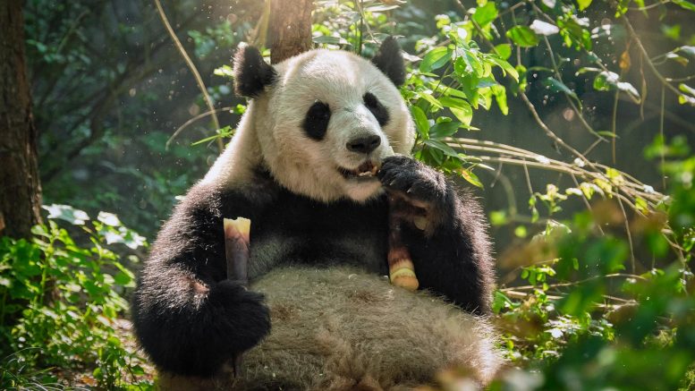 The Case of the False Thumb: Giant Panda’s “Amazing” Feature Developed ...