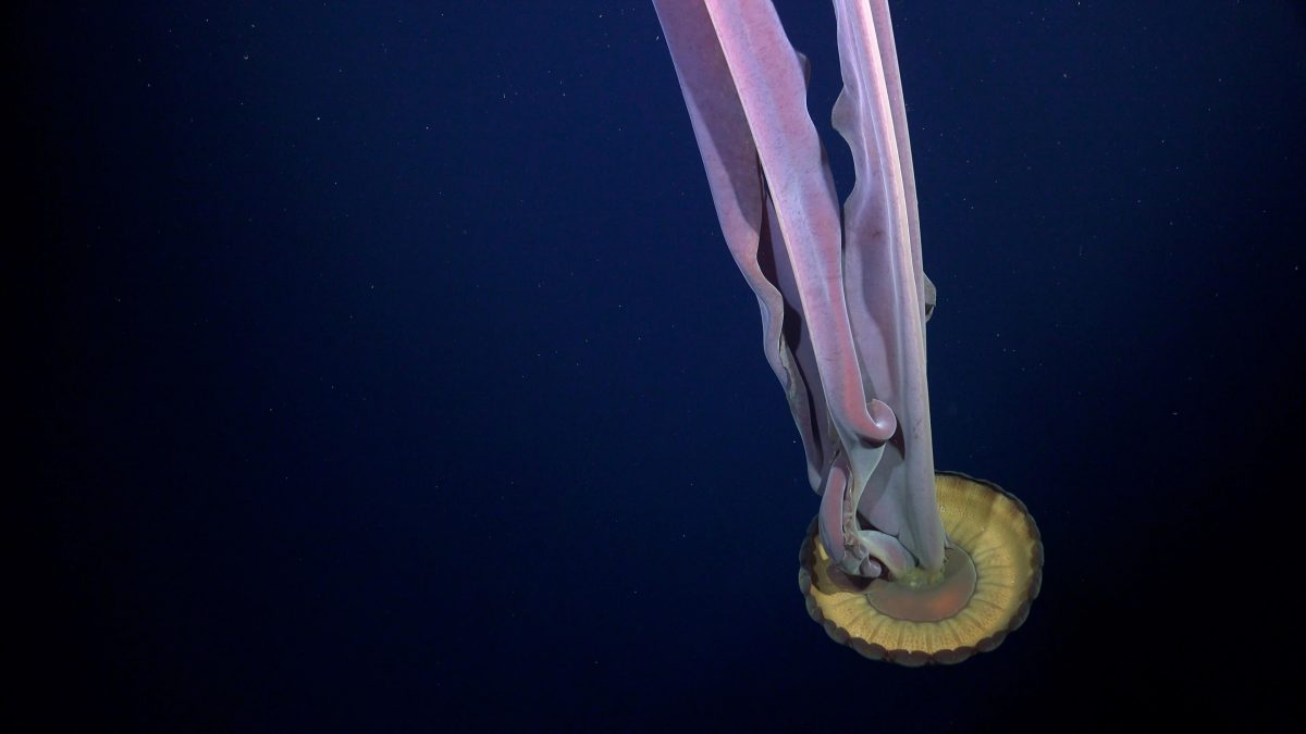 Massive Iceberg Calves in Antarctica, Revealing a Hidden Seafloor ...