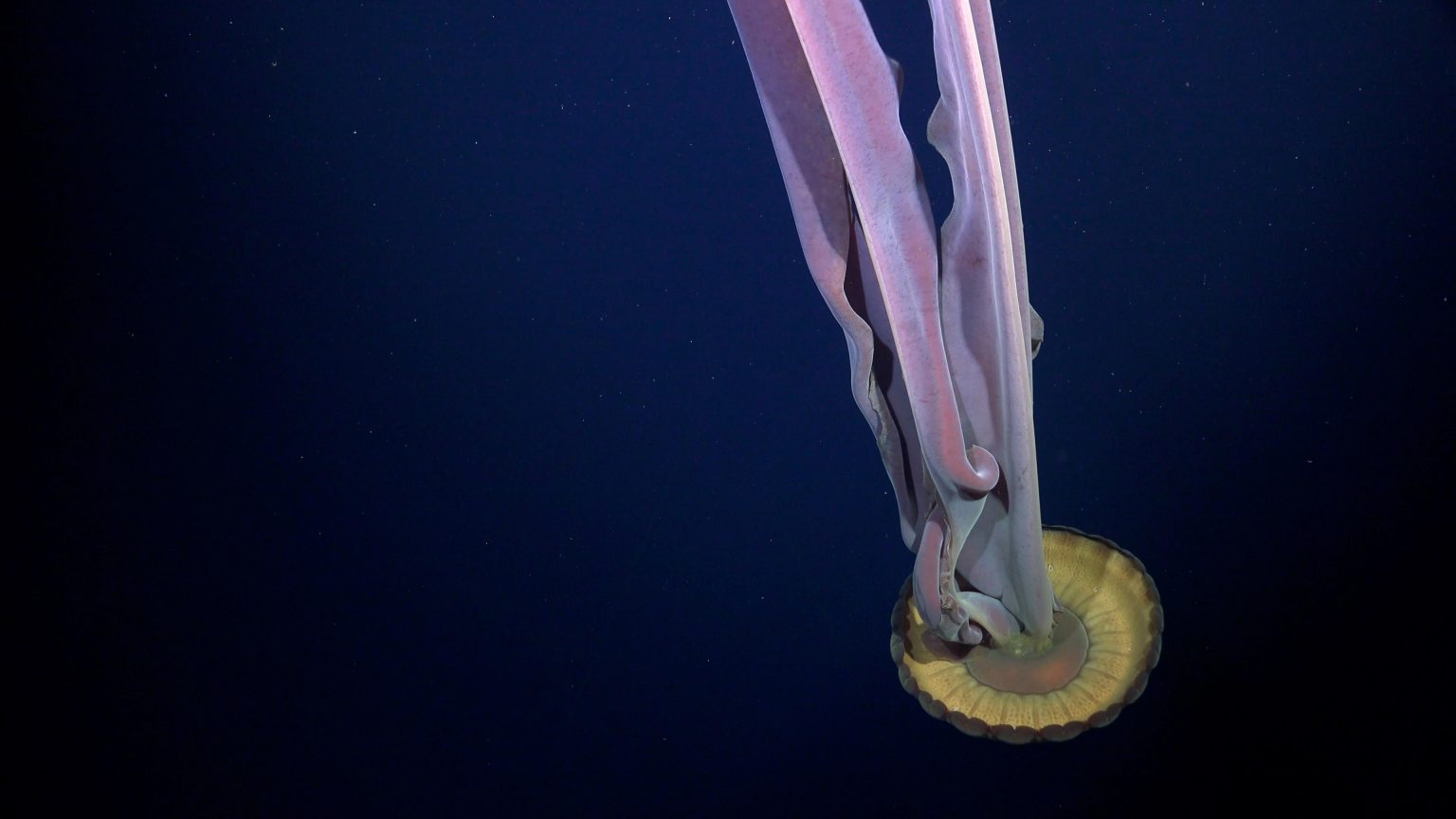 Massive Iceberg Calves in Antarctica, Revealing a Hidden Seafloor ...