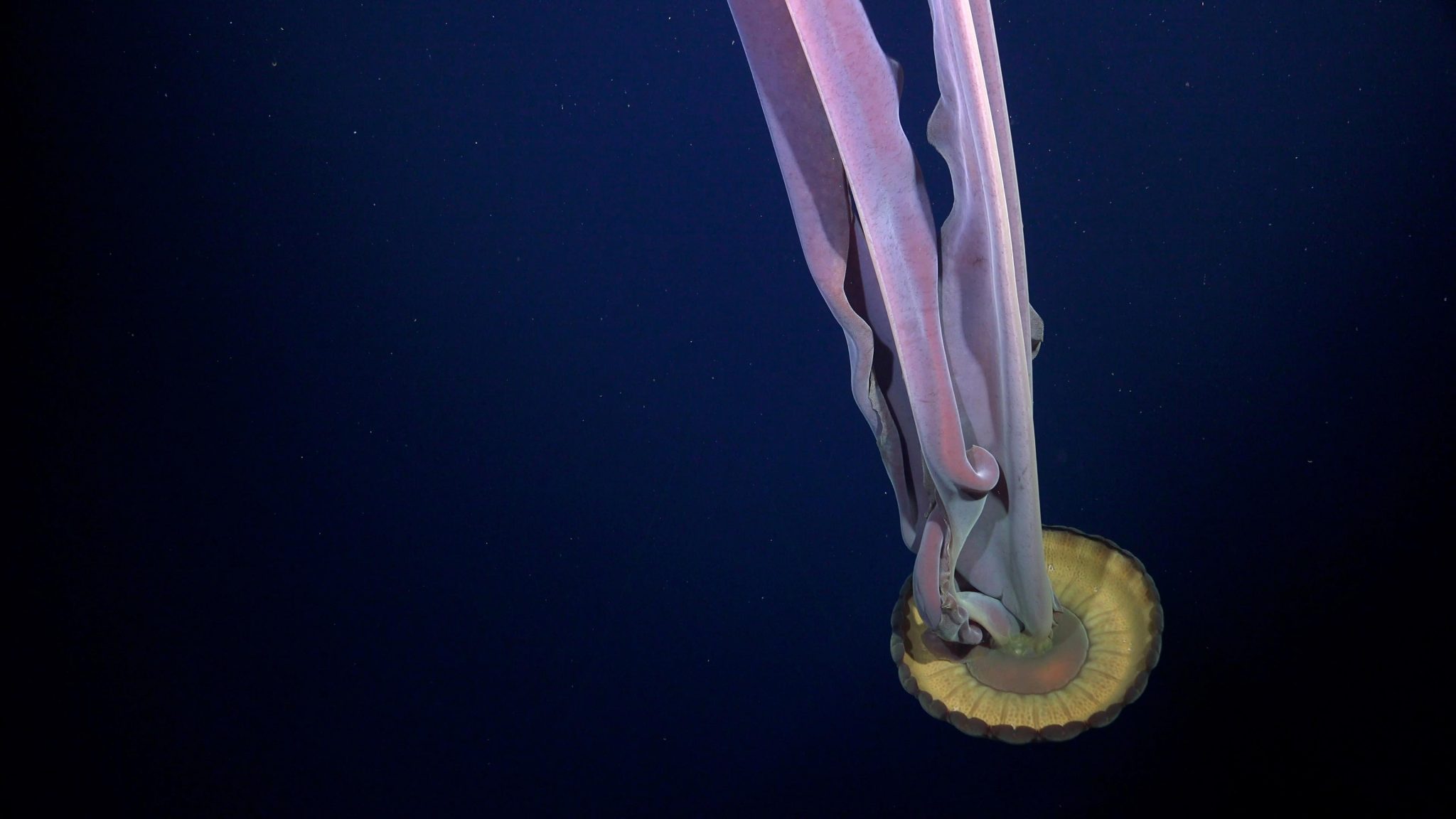 Massive Iceberg Calves in Antarctica, Revealing a Hidden Seafloor ...