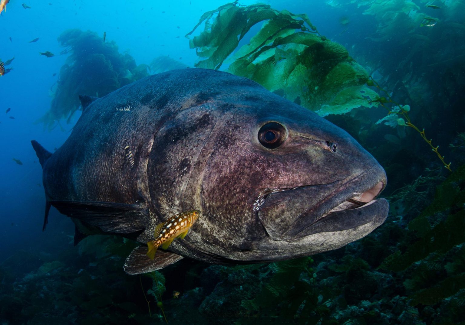 Marine Ecologist Surprised To Find “Critically Endangered” Giant Sea ...