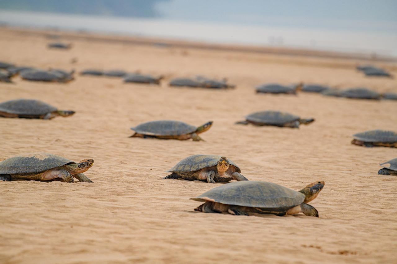 Amazon River Yields Surprise As Drones Spot 41,000 Rare Turtles