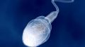 Giant 100 Million Year Old Sperm Cells Discovered – The Oldest Known ...