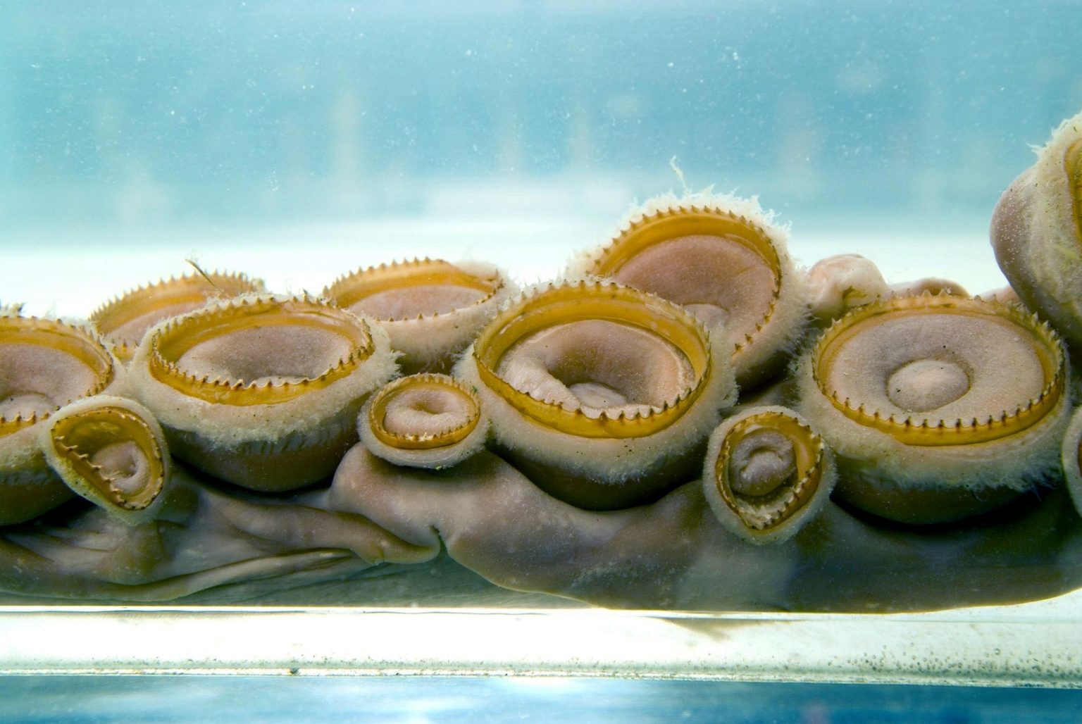 A Sea Monster’s Genome – Full Genetic Sequence of the Elusive Giant Squid