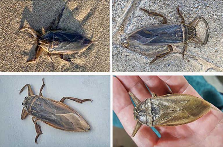 Alien Invasion or Natural Wonder? Scientists Discover Giant Water Bug ...