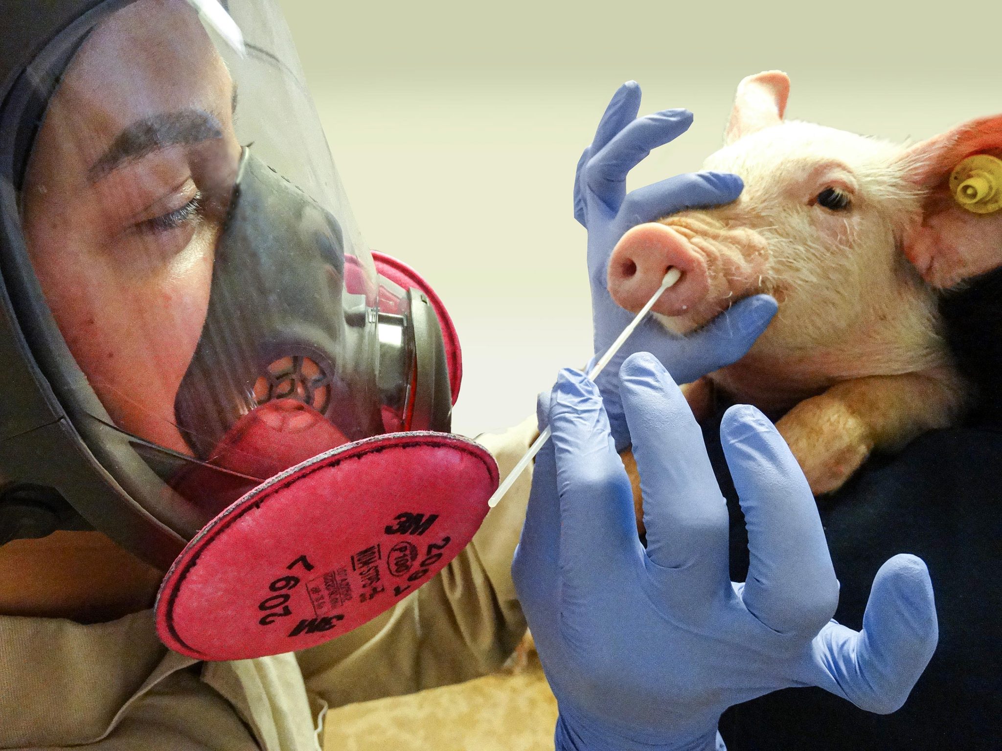 Viral Ping-Pong: “Swine Flu” Strain Has Passed From Humans to Pigs ...