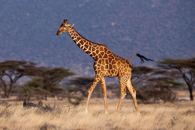 The Trouble With Being Tall: Giraffe’s Exceptional Anatomy and Suite of ...
