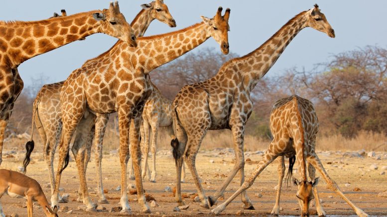 The Trouble With Being Tall: Giraffe’s Exceptional Anatomy and Suite of ...