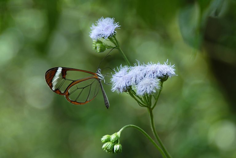 Scientists See the Invisible: How Butterflies Make Transparent Wings