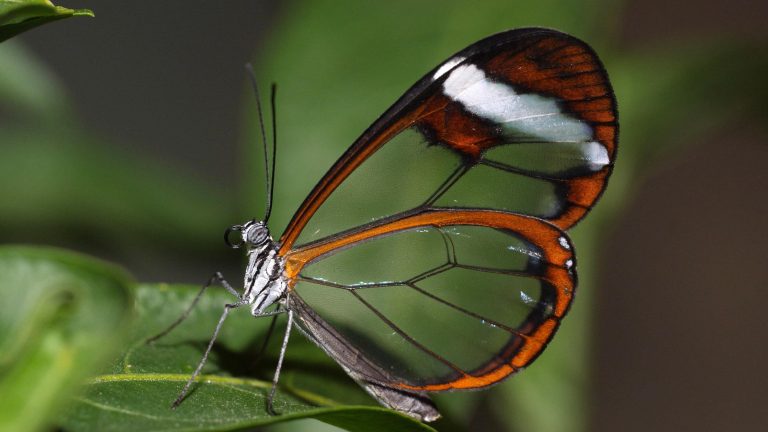 Scientists See the Invisible: How Butterflies Make Transparent Wings