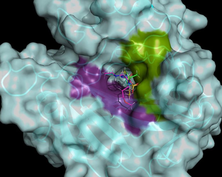Neutron Analysis on Glaucoma Drugs Offers Clues for Cancer Targets