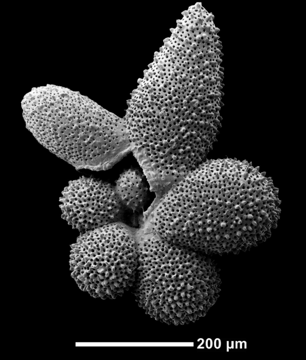 Scientists Solve 200-Year-Old Biodiversity Mystery Through Analysis of ...