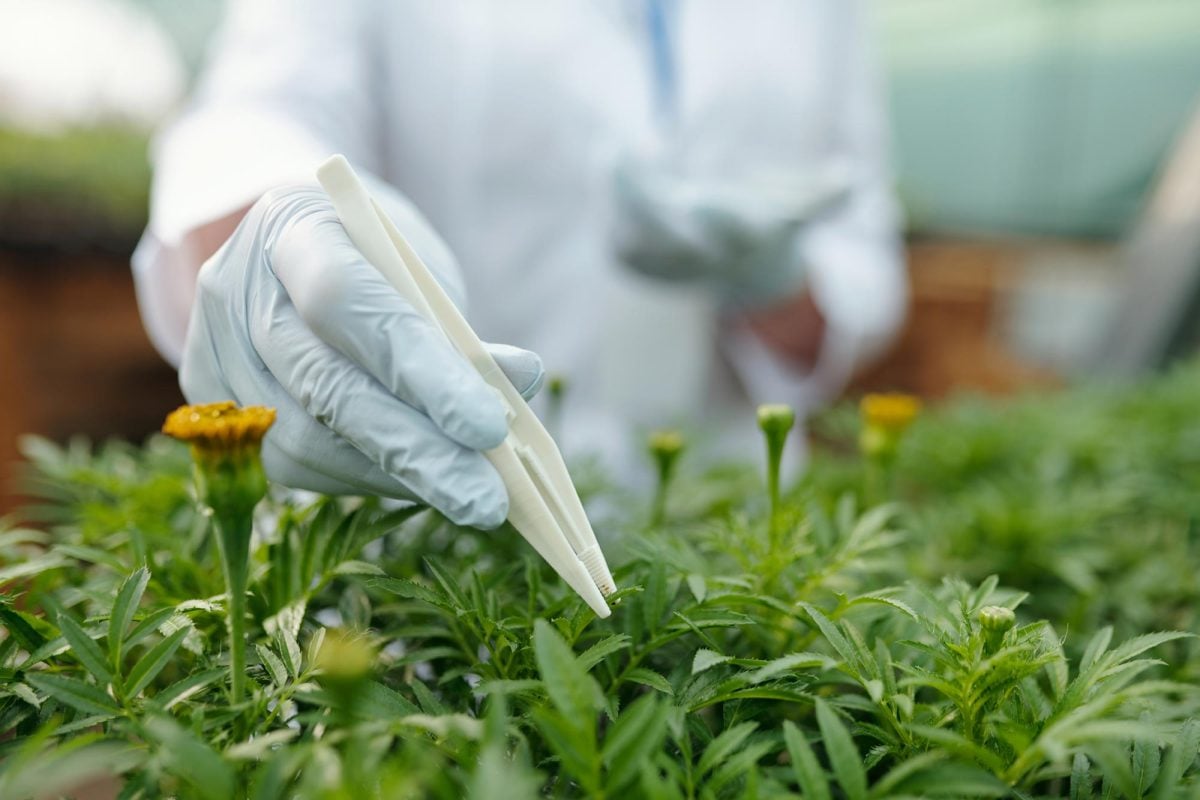 This Common Plant Could Be an Unexpected New Source of Protein