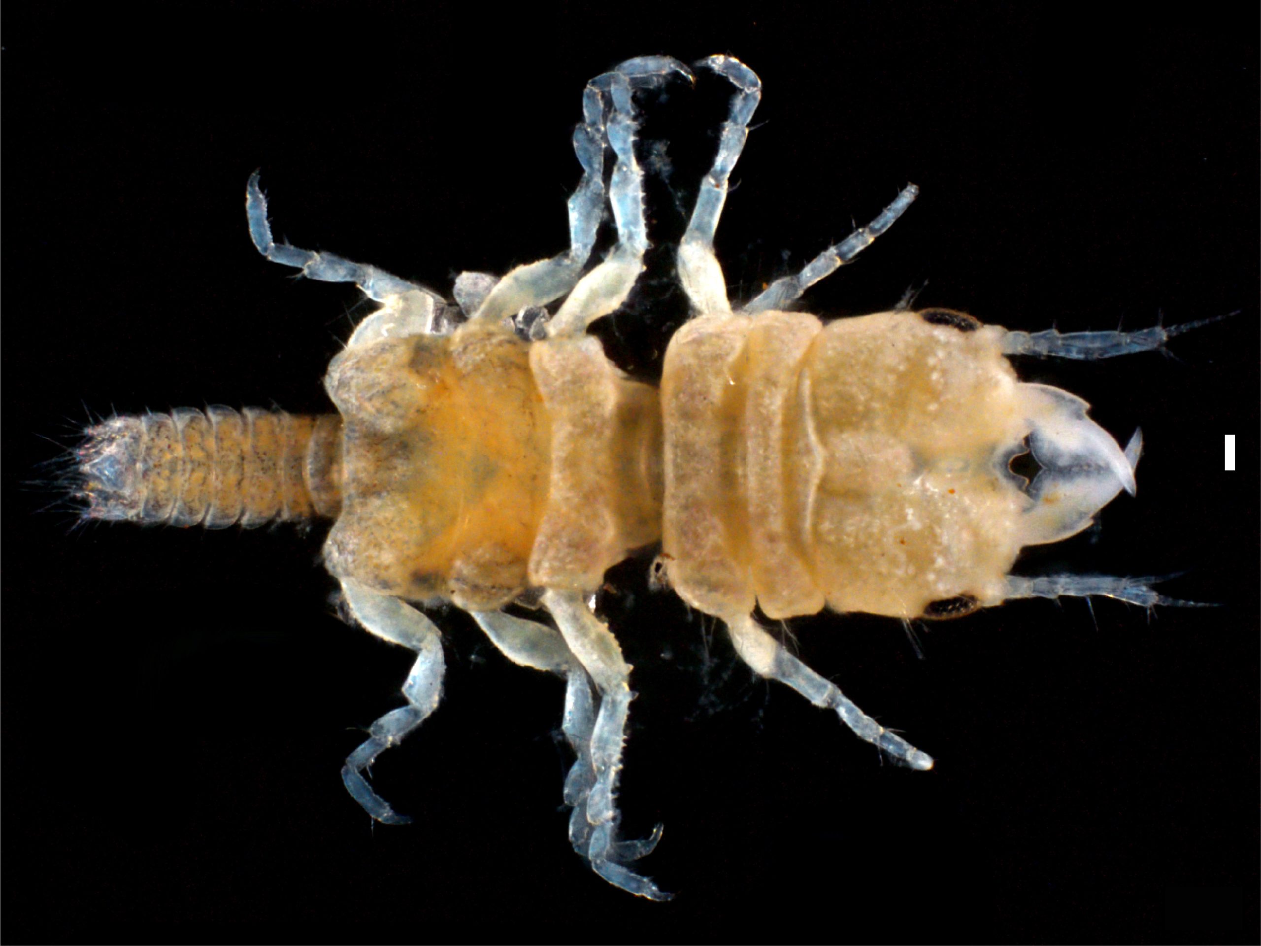 Gnathia jimmybuffetti – Scientists Discover New Isopod Species in the ...