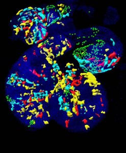 The Role of Mesp1 Gene in Cardiovascular Lineage Segregation