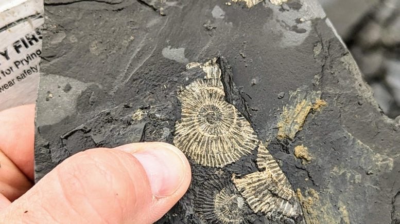 First-Ever Jurassic Vertebrate Fossils Discovered in Texas