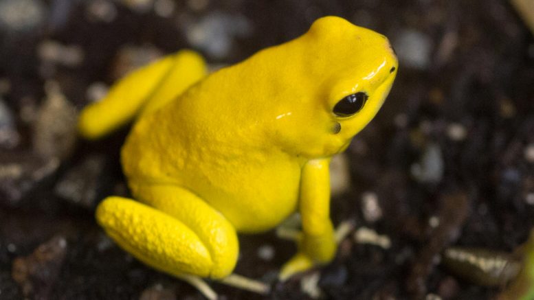 Poisonous Dendrobatidae Frogs are Aposematic Organisms and Critically ...
