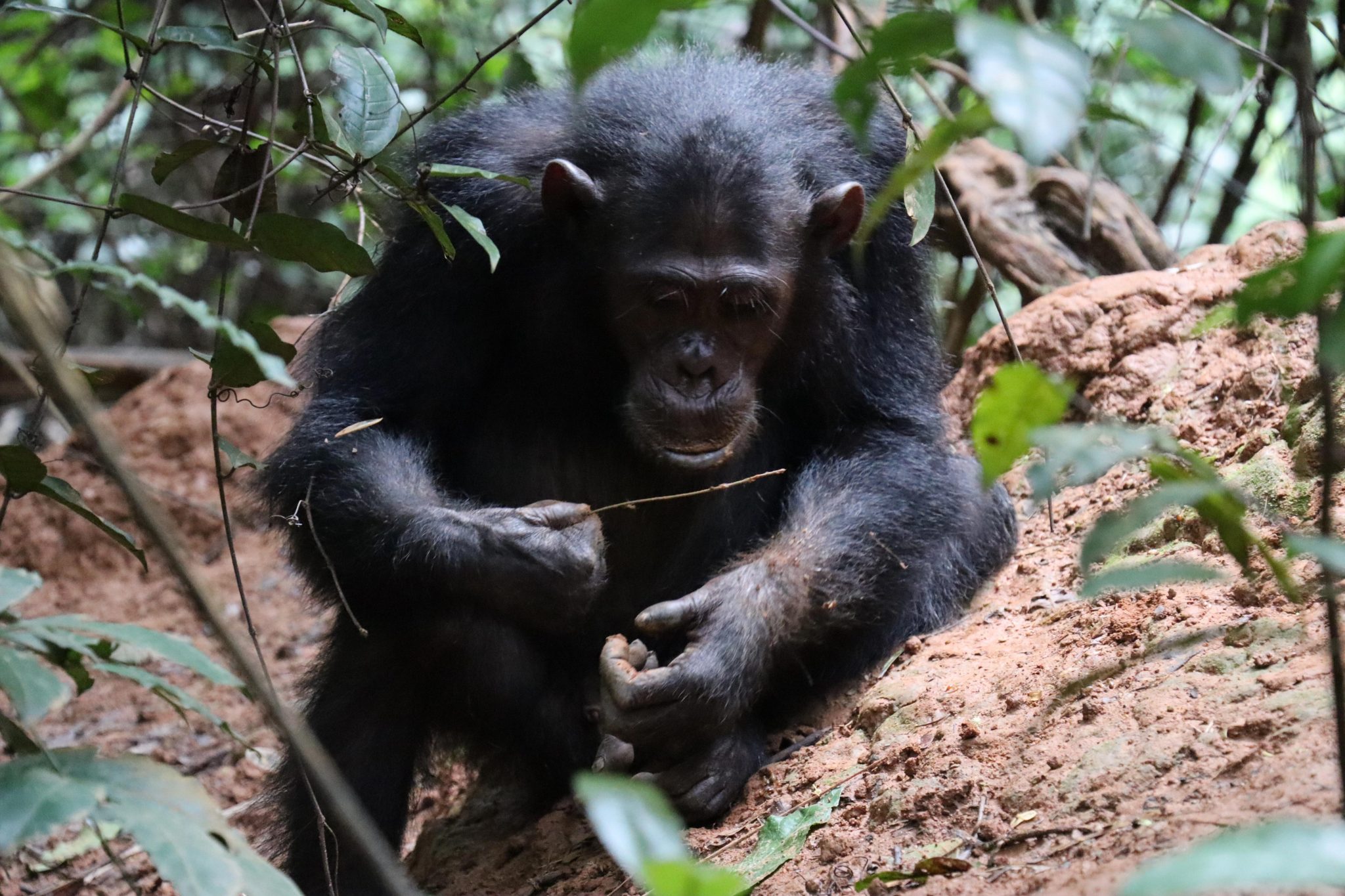 New Research Reveals Chimpanzees Act As “Engineers,” Choosing Tools ...