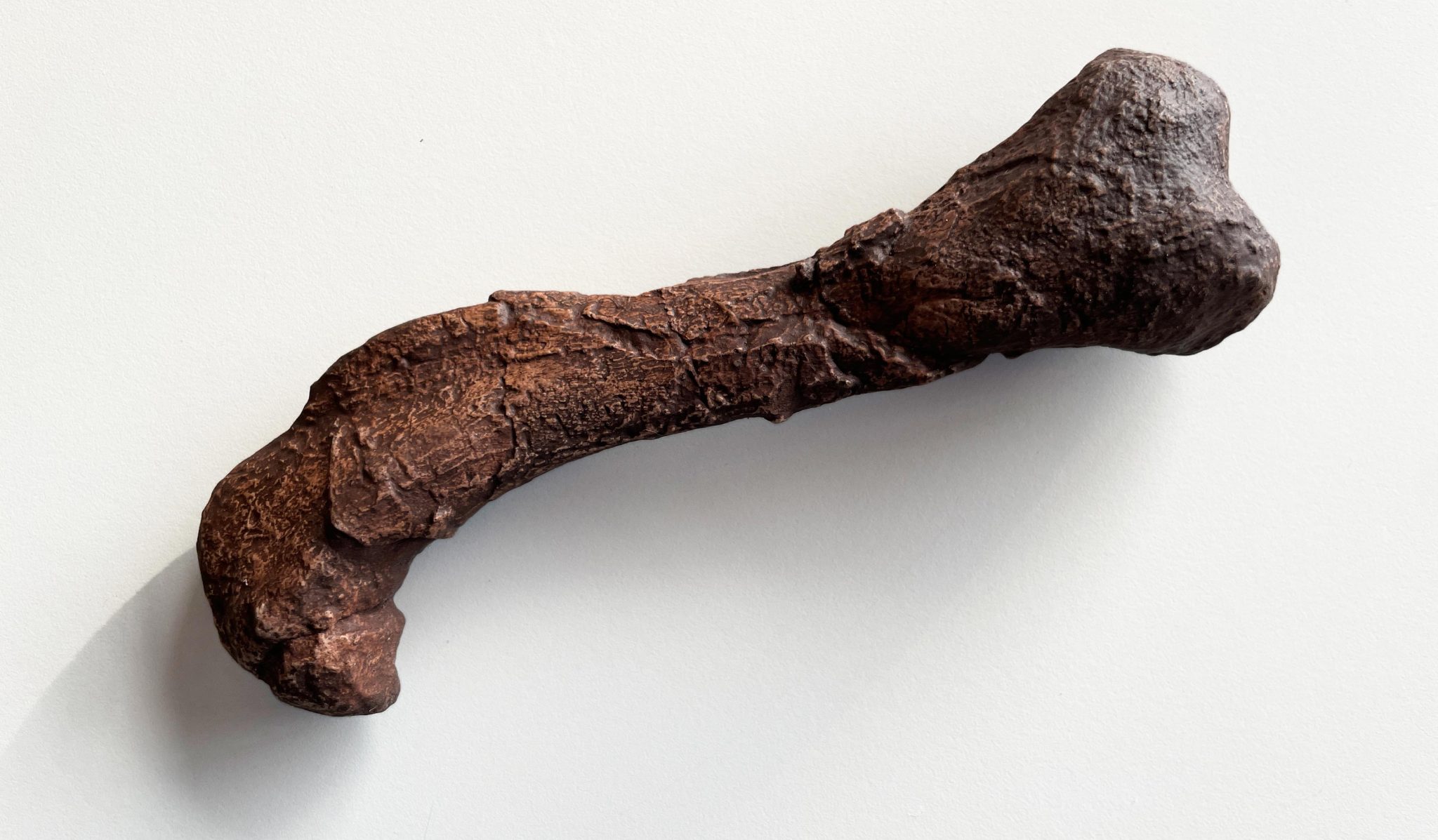 Oldest Saber-Toothed Creature Found, Rewriting the Story of Mammal ...