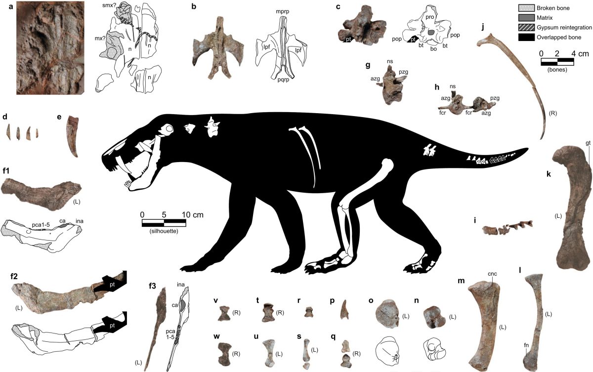 Scientists Discover Prehistoric Saber-Toothed Predator That Predates ...