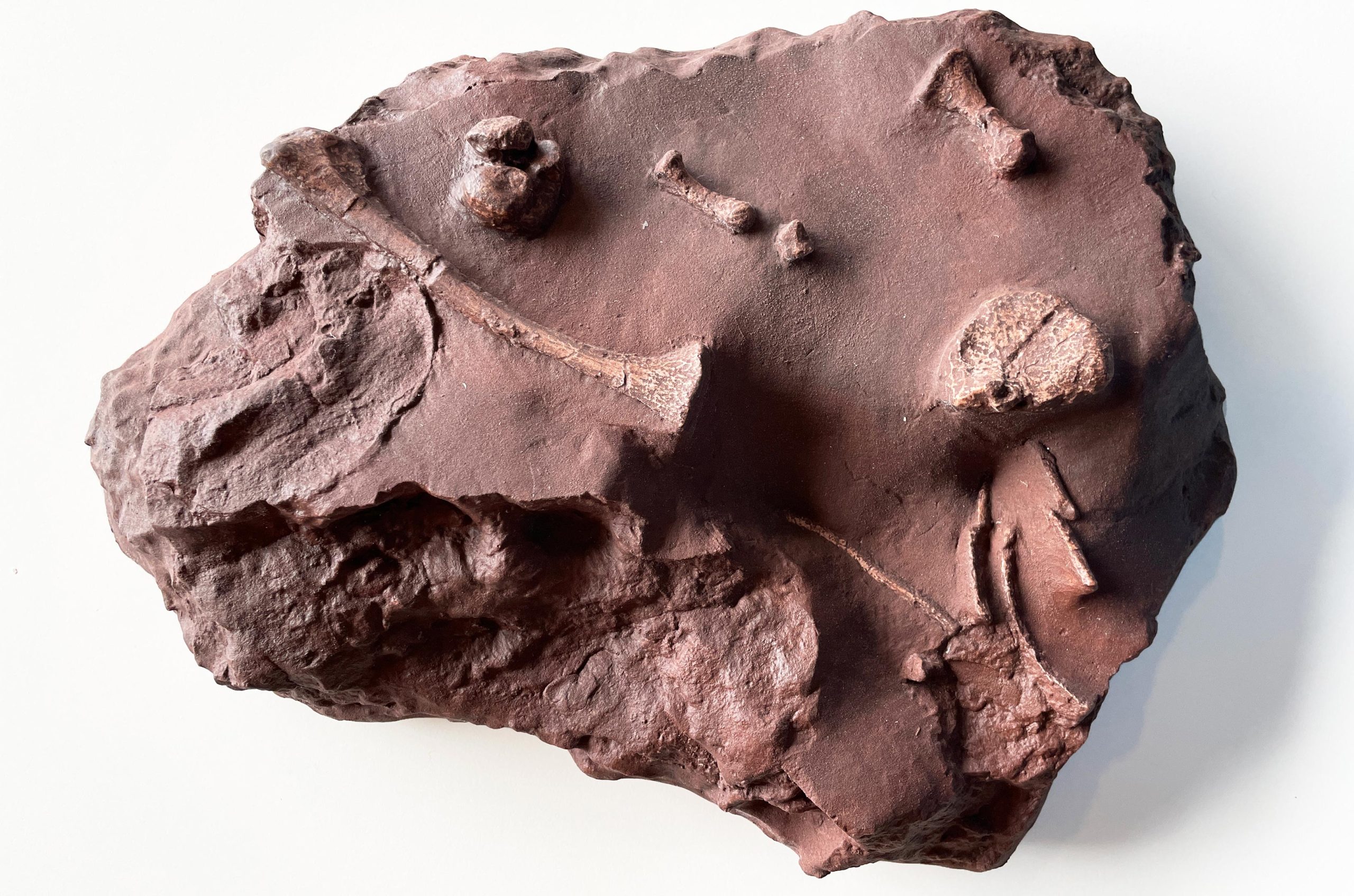 Oldest Saber-Toothed Creature Found, Rewriting the Story of Mammal ...