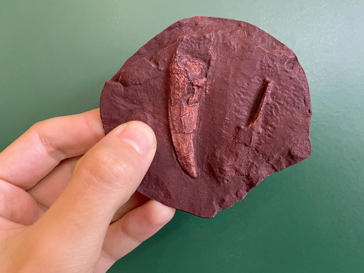 Oldest Saber-Toothed Creature Found, Rewriting the Story of Mammal ...