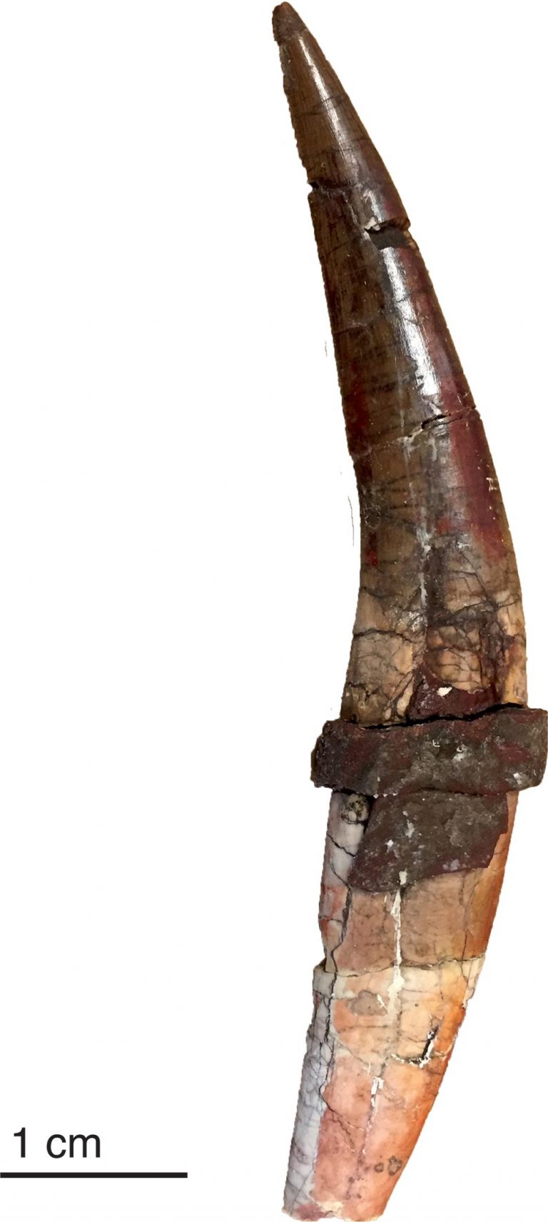 Surprising Connection Discovered Between Prehistoric Dinosaurs and ...