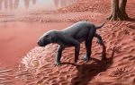Oldest Saber-Toothed Creature Found, Rewriting the Story of Mammal ...