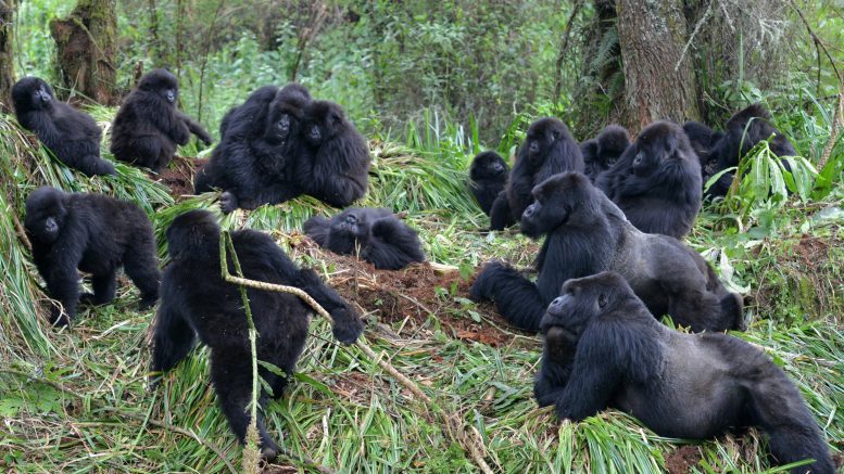 Tracing Ghosts of Evolution: The Hidden Genetic Lineage in Gorillas