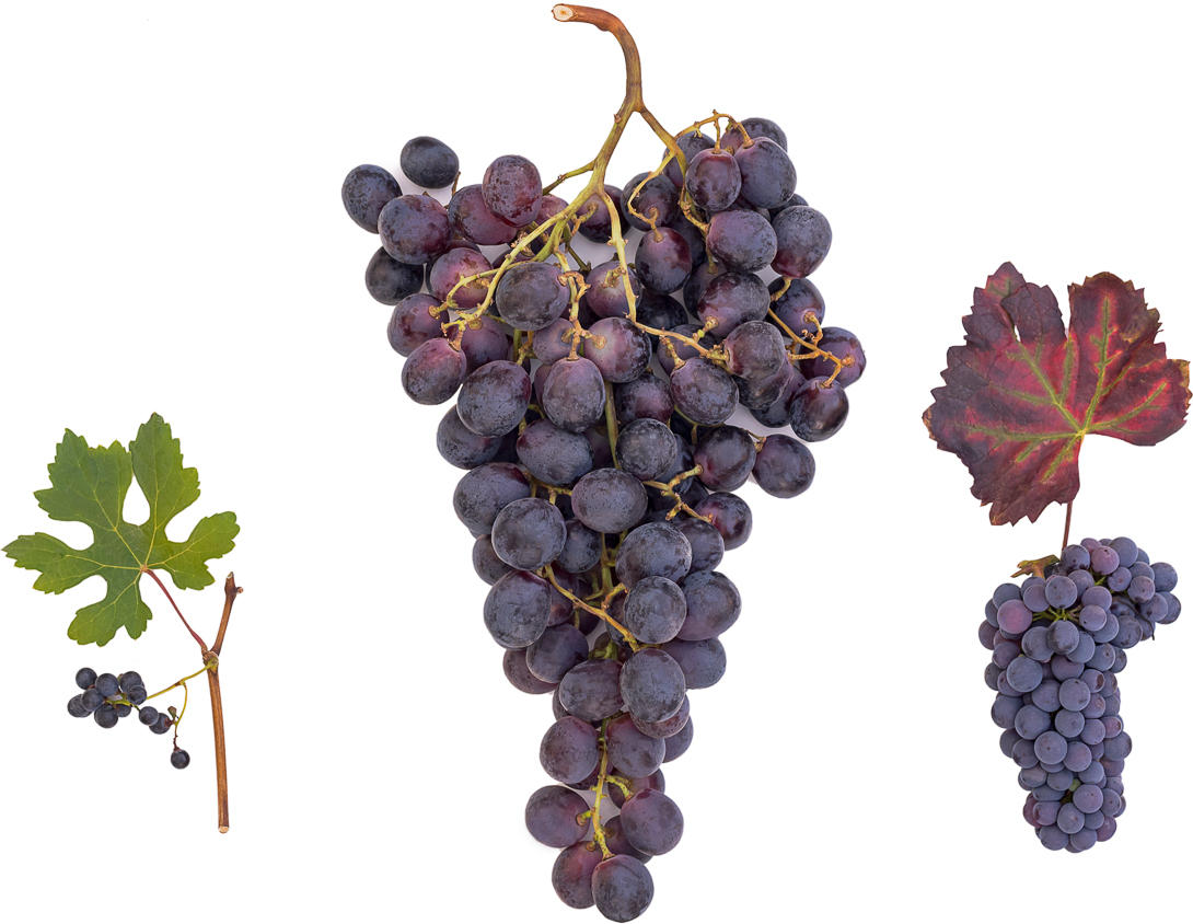 Scientists Determine the Origins of One the World’s Oldest Crops