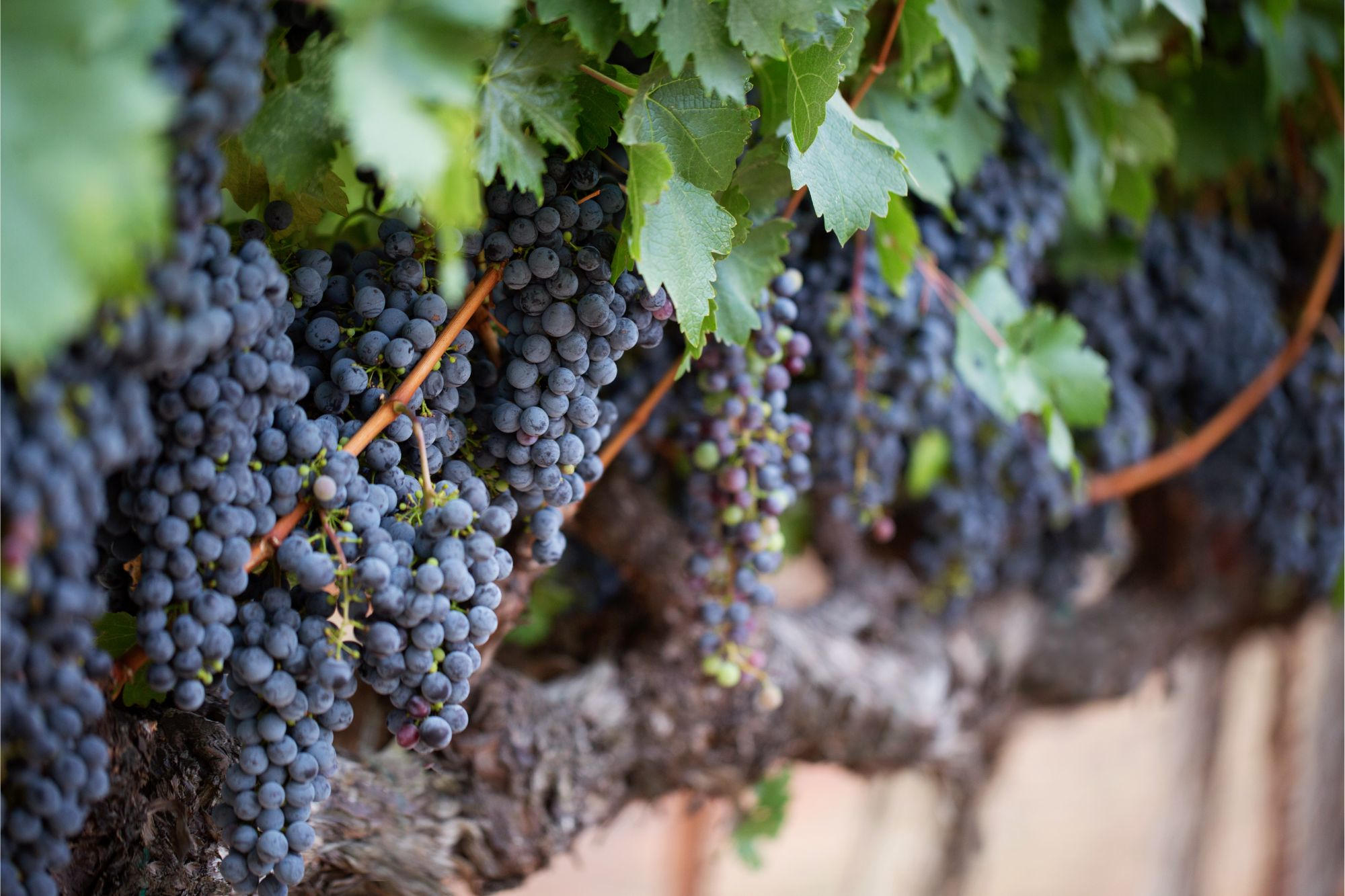 Scientists Determine the Origins of One the World’s Oldest Crops