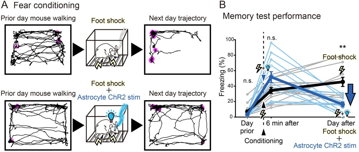 Saying Goodbye to Traumatic Memories: How Astrocytes Decide What We ...