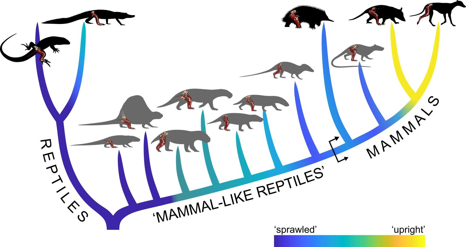 Harvard Study Uncovers Mammal Evolution’s Bumpy Road to Upright Posture