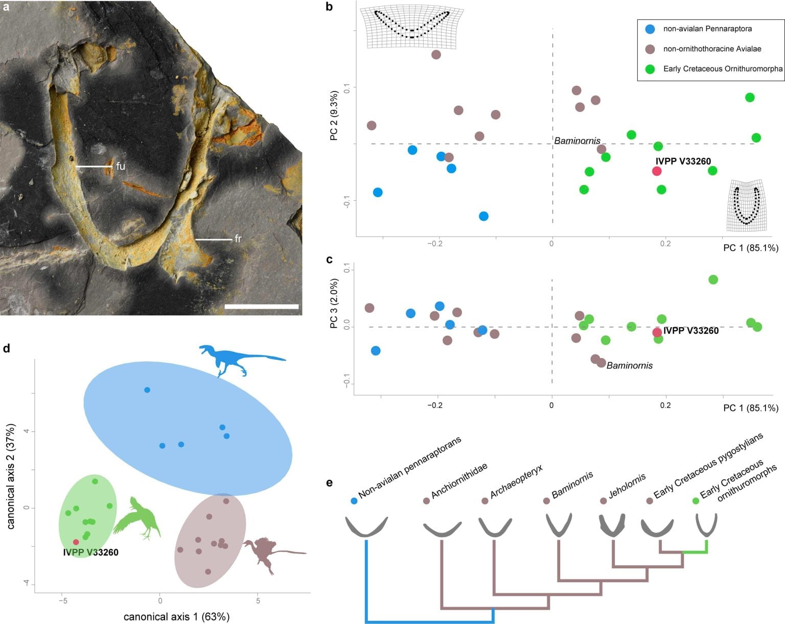 Scientists Have Uncovered One of the Oldest Birds Ever – And It’s ...