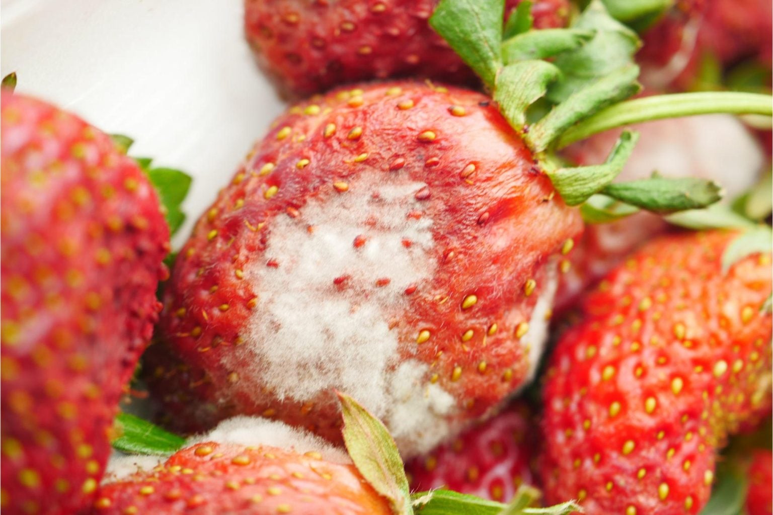 Scientists Discover Way To Defeat Crop-Killing Gray Mold Without Toxic ...