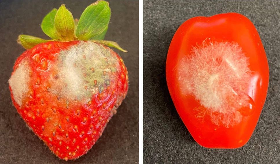 Scientists Discover Way To Defeat Crop-Killing Gray Mold Without Toxic ...