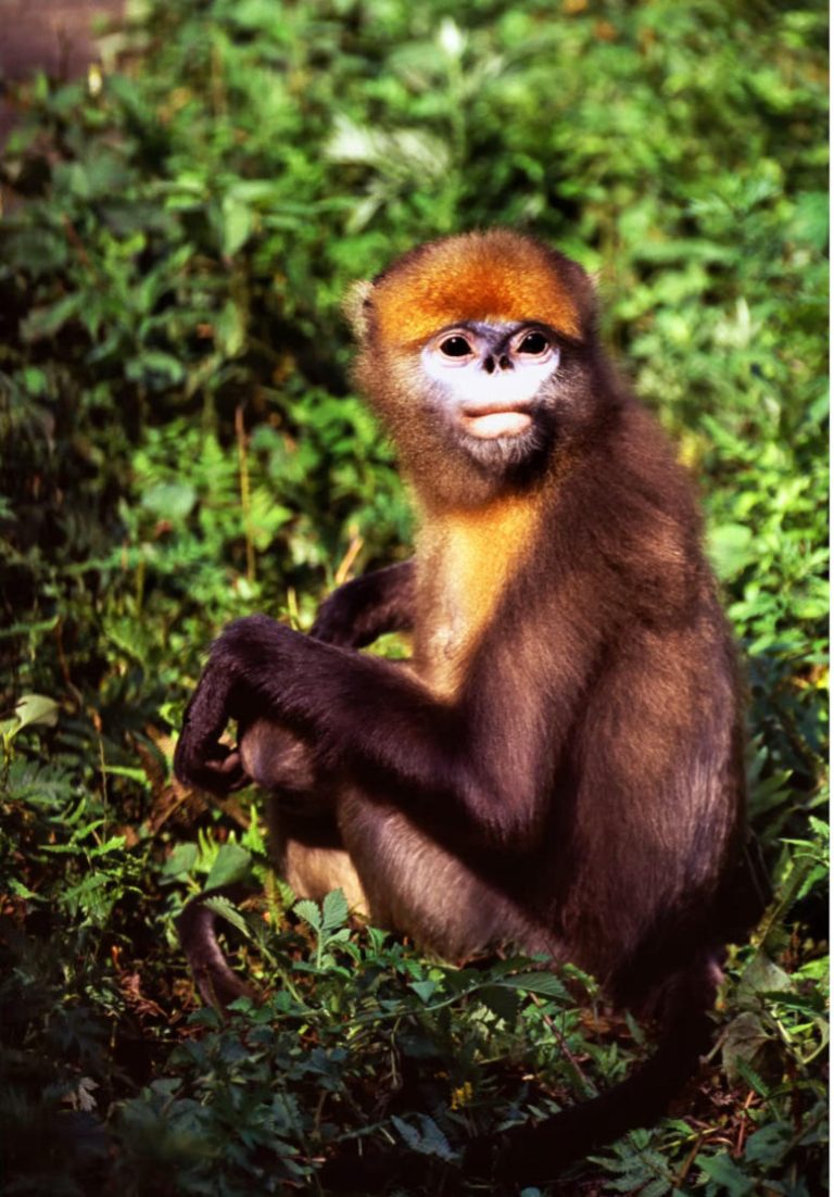 New Research Unlocks Hidden Secrets of Primate Evolution