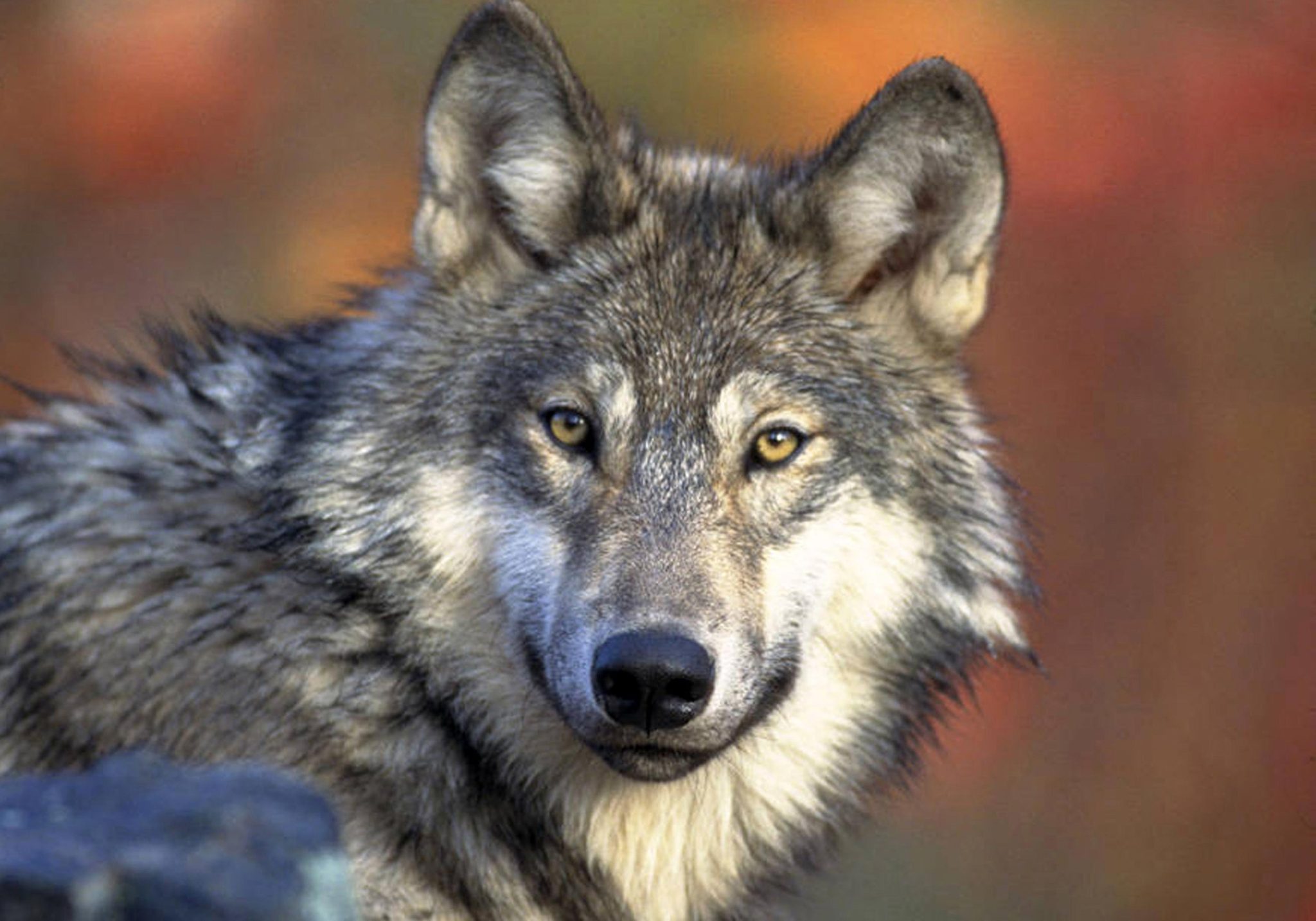 Capturing a True Picture of Wolves in Yellowstone: Reevaluating Aspen ...