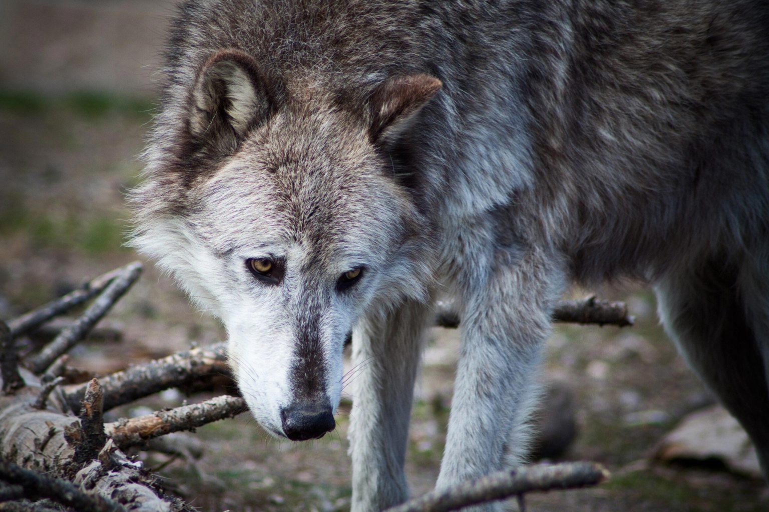 Did Wolves Really Transform Yellowstone? New Analysis Says No ...