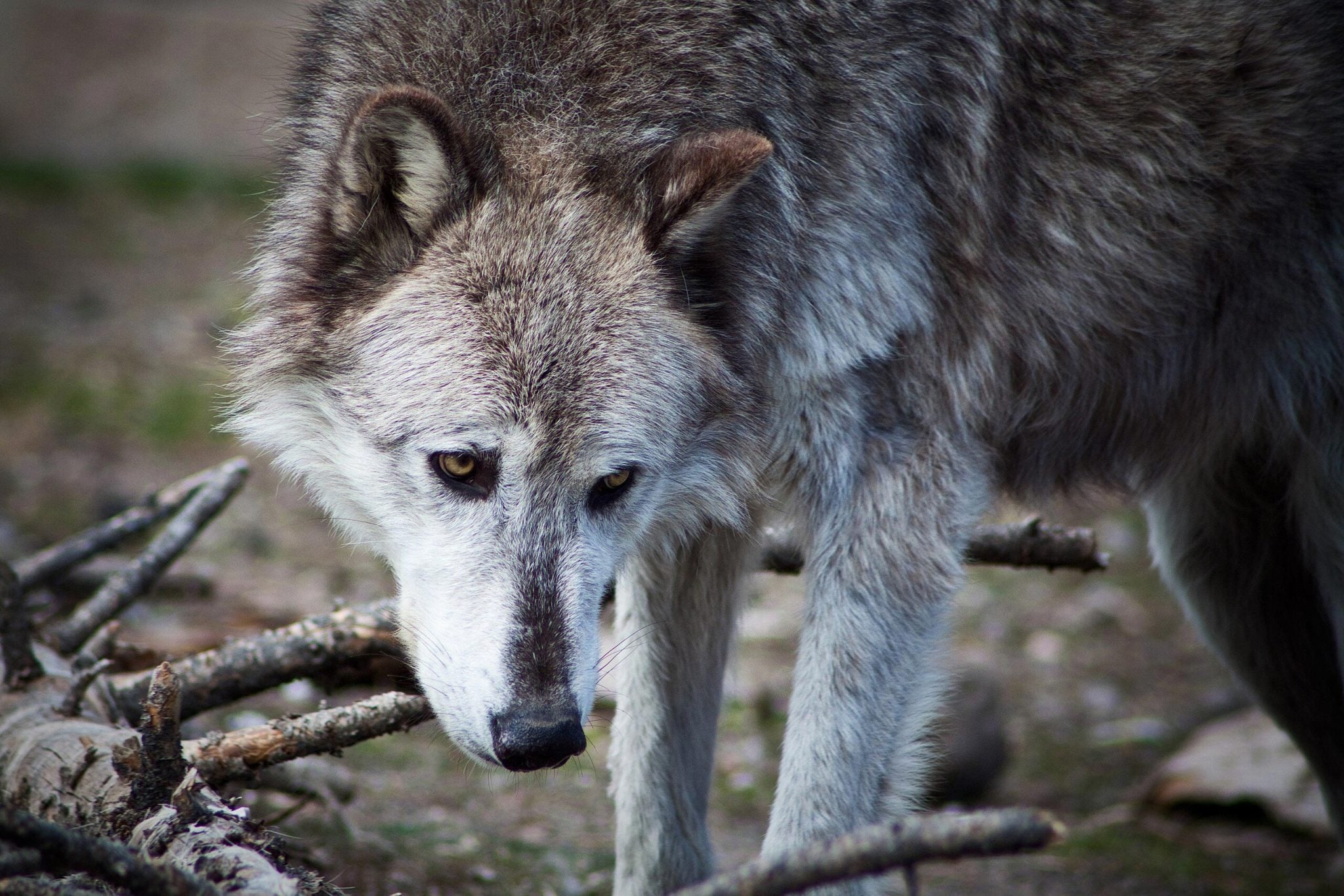 Did Wolves Really Transform Yellowstone? New Analysis Says No