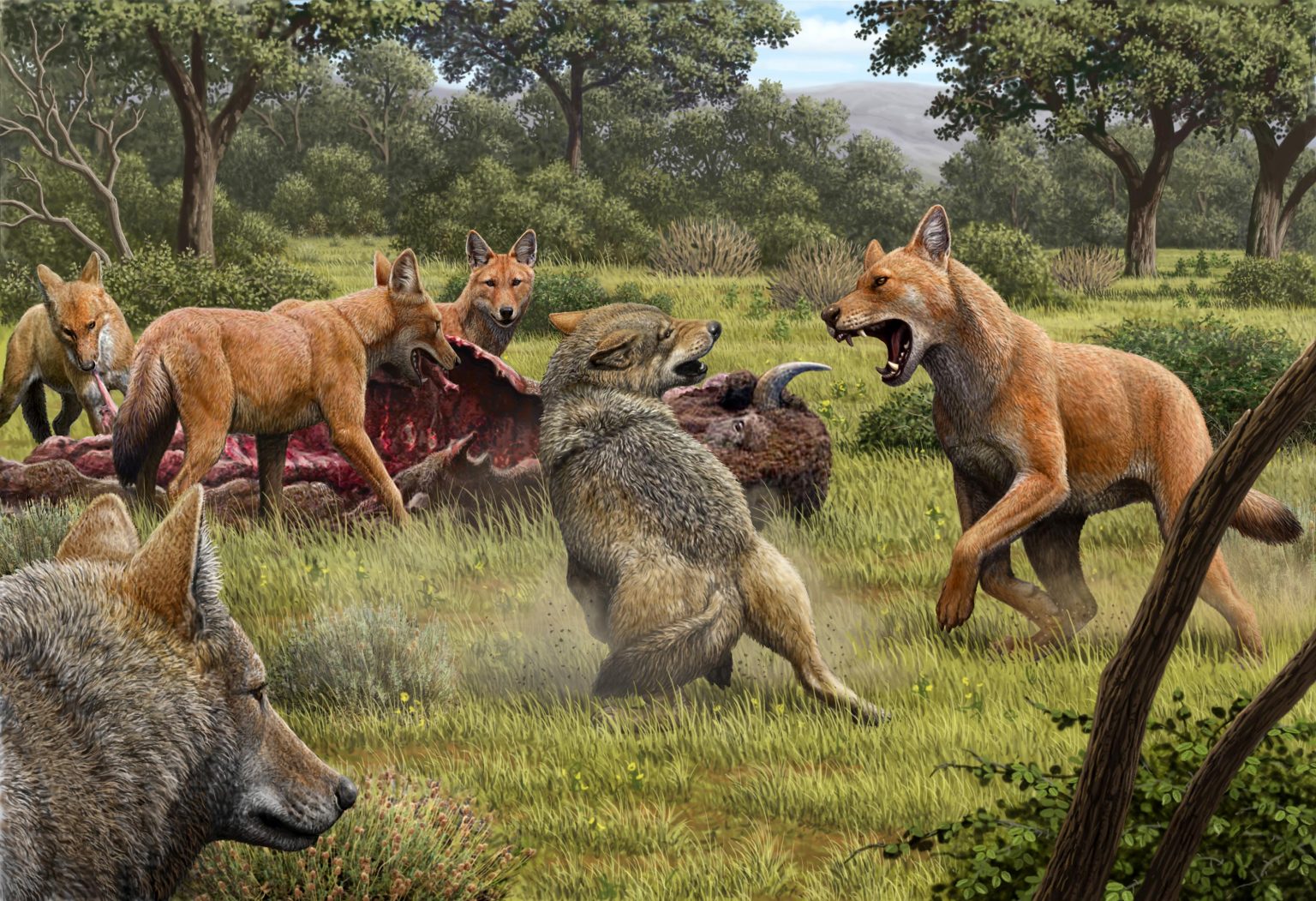Ancient DNA Reveals Secrets of the “Terrifying” Dire Wolf – Famous From ...