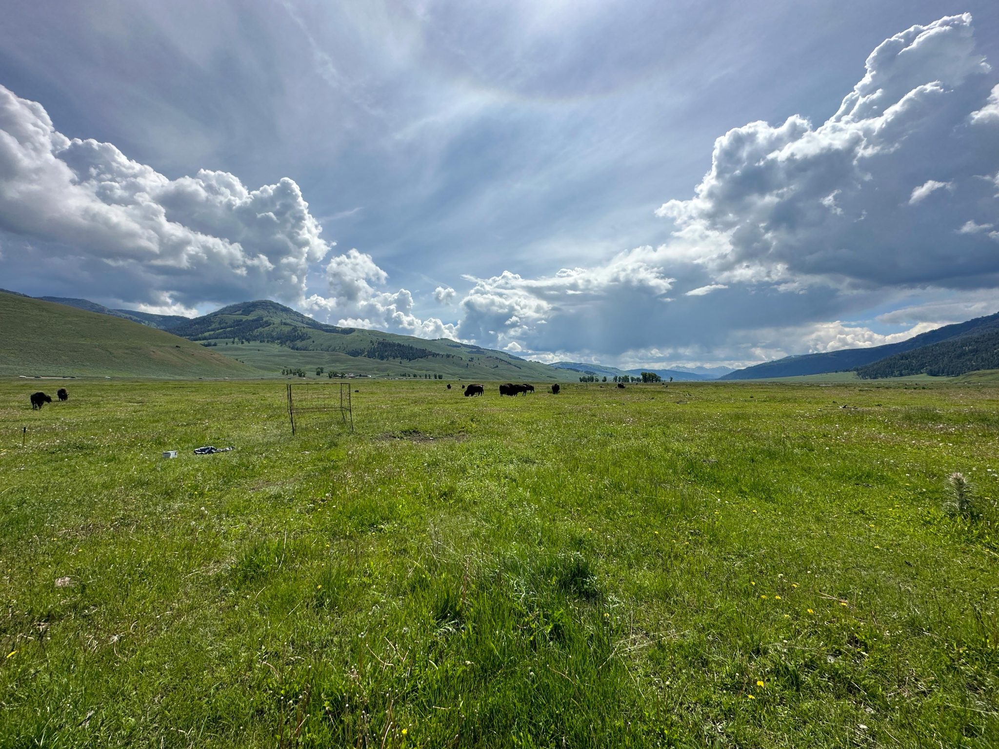 Roaming Bison Reawaken Yellowstone’s Ecosystem