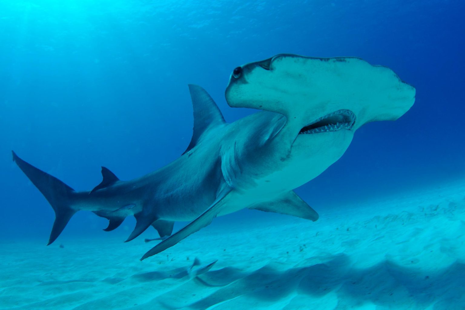 Shark Mysteries: The Bizarre Reasons Behind Hammerhead’s Unique Heads
