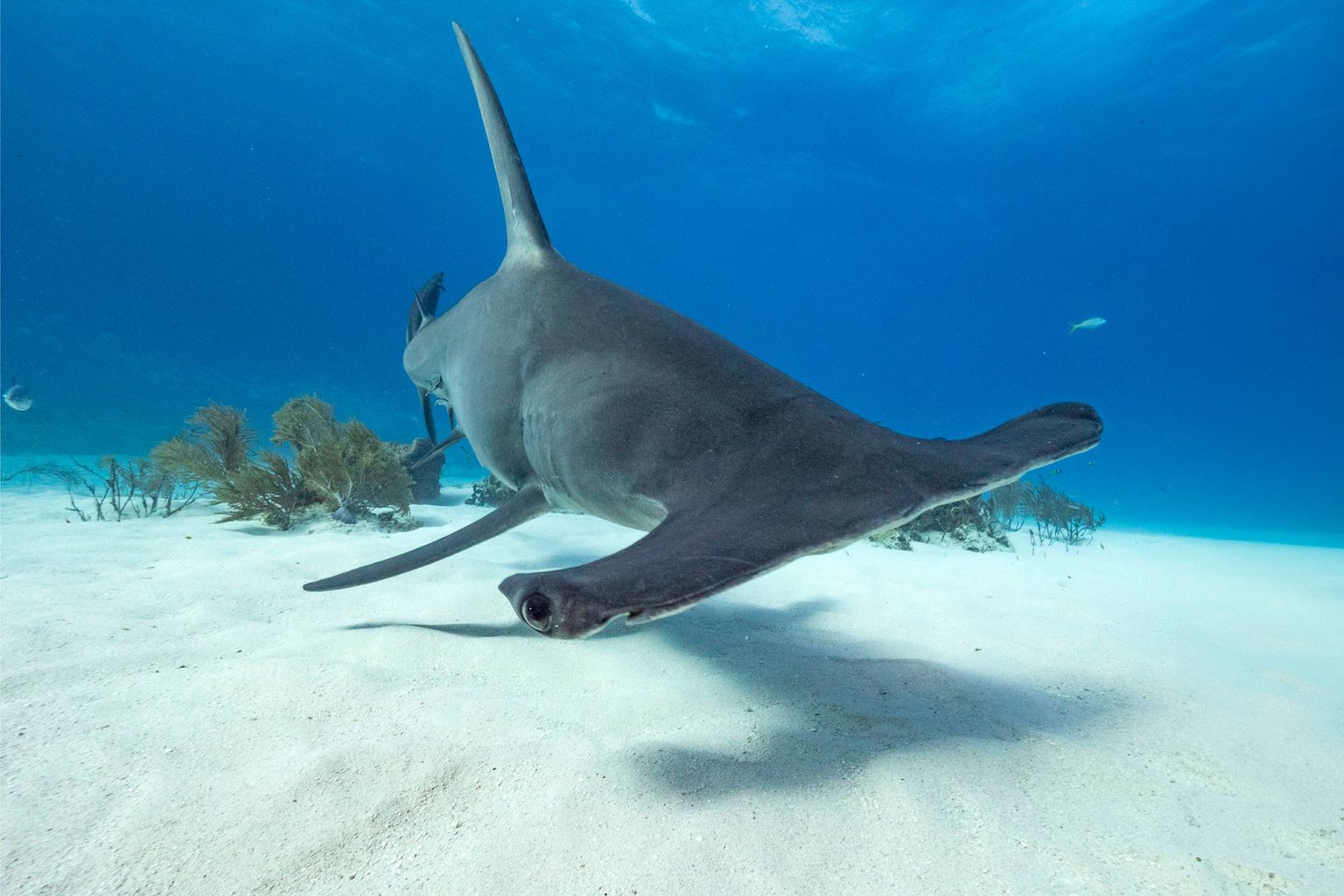 Shark Mysteries: The Bizarre Reasons Behind Hammerhead’s Unique Heads